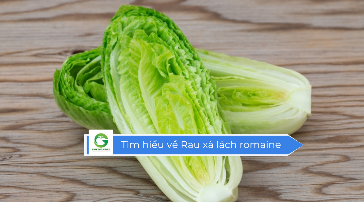 Rau xà lách romaine giá rẻ bất ngờ - HOA QUẢ CẦN THƠ