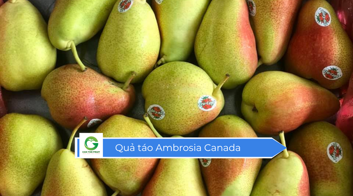 Quả lê Nam Phi - HOA QUẢ CẦN THƠ