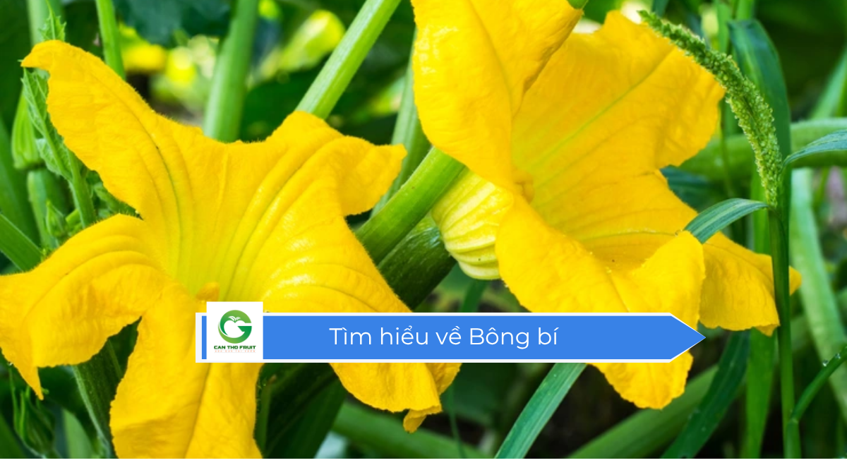 Bông bí ngon mà không lo về giá - HOA QUẢ CẦN THƠ