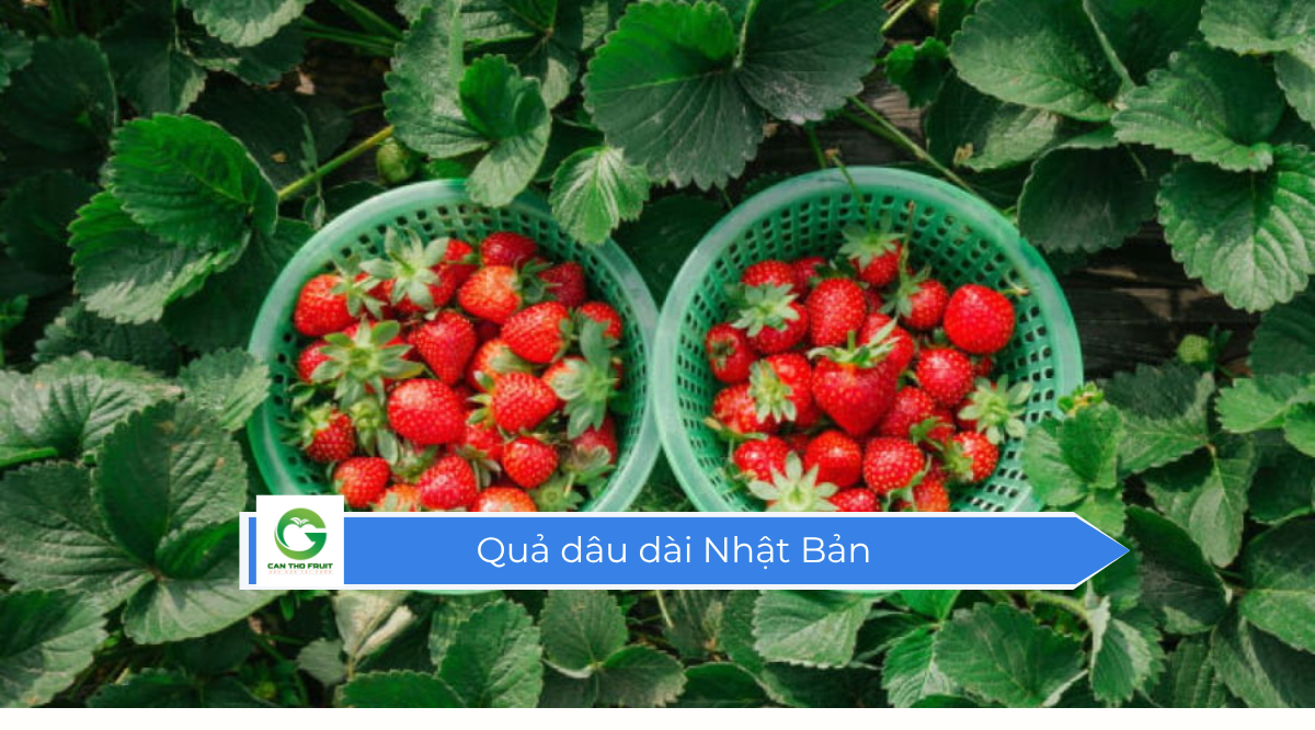 Quả dâu dài Nhật Bản - HOA QUẢ CẦN THƠ
