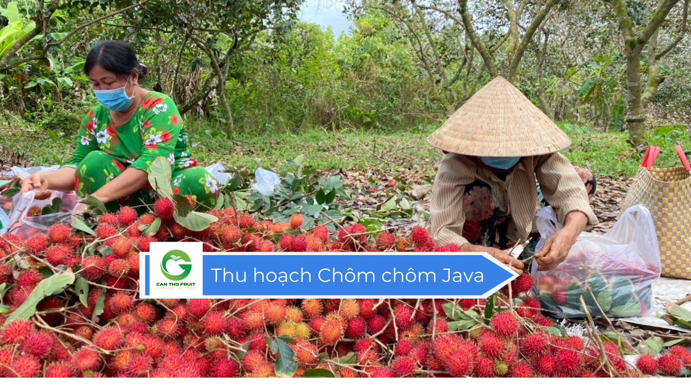 Giá Chôm chôm Java hôm nay - HOA QUẢ CẦN THƠ