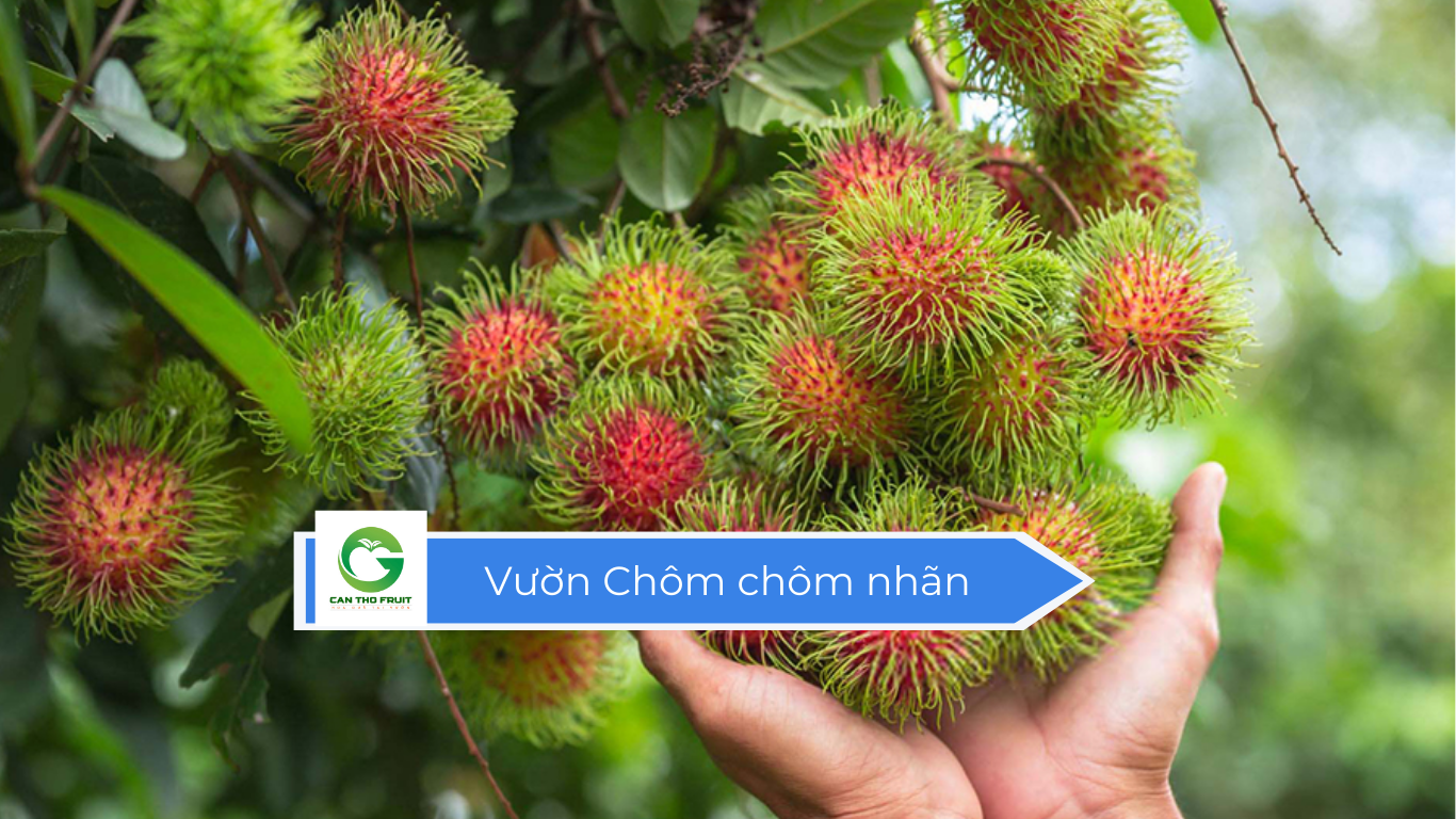 Giá Chôm chôm nhãn hôm nay - HOA QUẢ CẦN THƠ