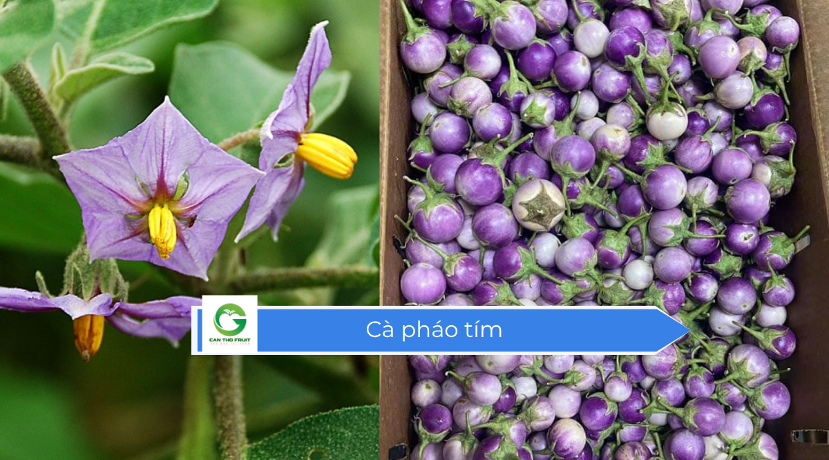 Cà pháo tím ngon bổ rẻ ai cũng thích - HOA QUẢ CẦN THƠ