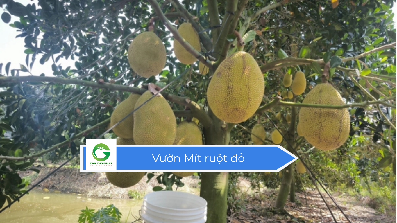 Giá Mít ruột đỏ hôm nay - HOA QUẢ CẦN THƠ
