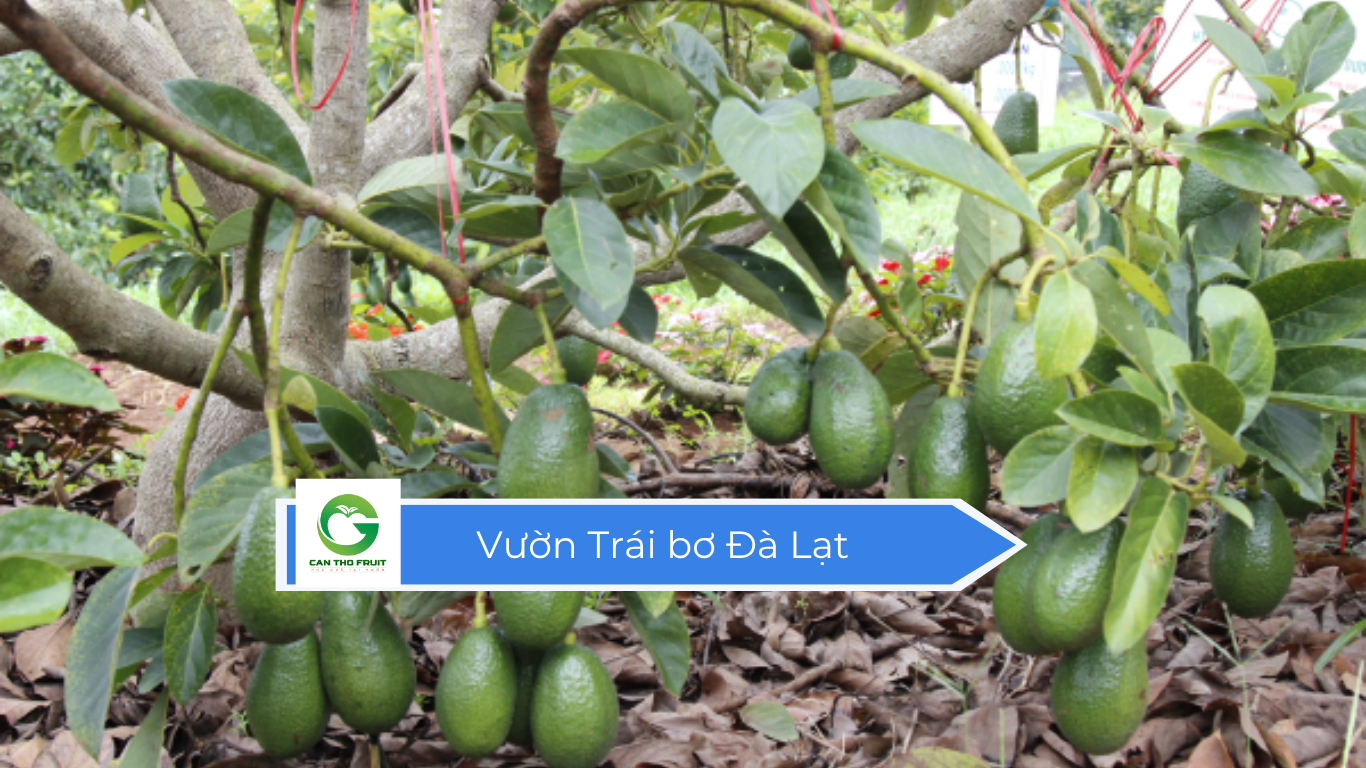 Giá Trái bơ Đà Lạt hôm nay - HOA QUẢ CẦN THƠ