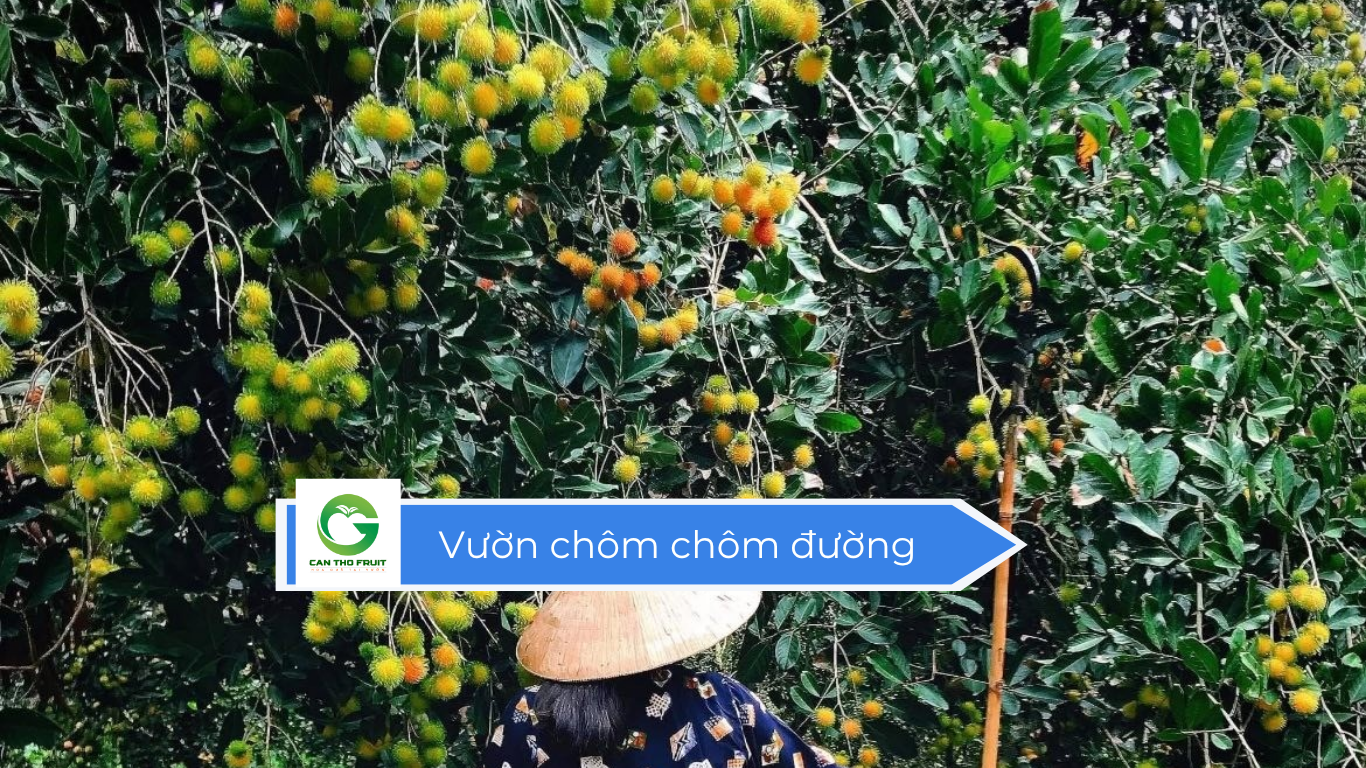 Giá Trái chôm chôm đường hôm nay - HOA QUẢ CẦN THƠ