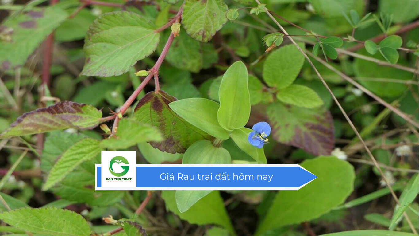 Giá Rau trai đất hôm nay - HOA QUẢ CẦN THƠ
