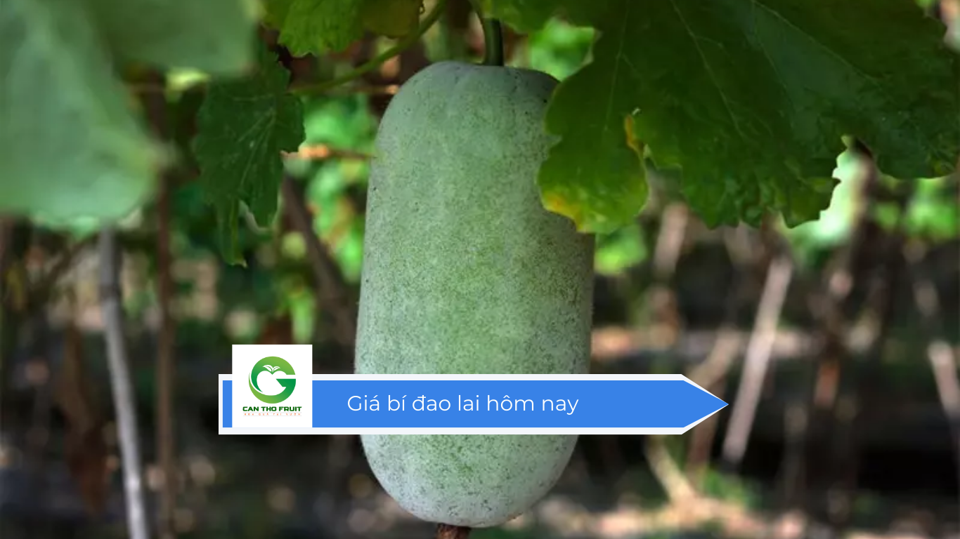 Giá quả bí đao lai hôm nay - HOA QUẢ CẦN THƠ